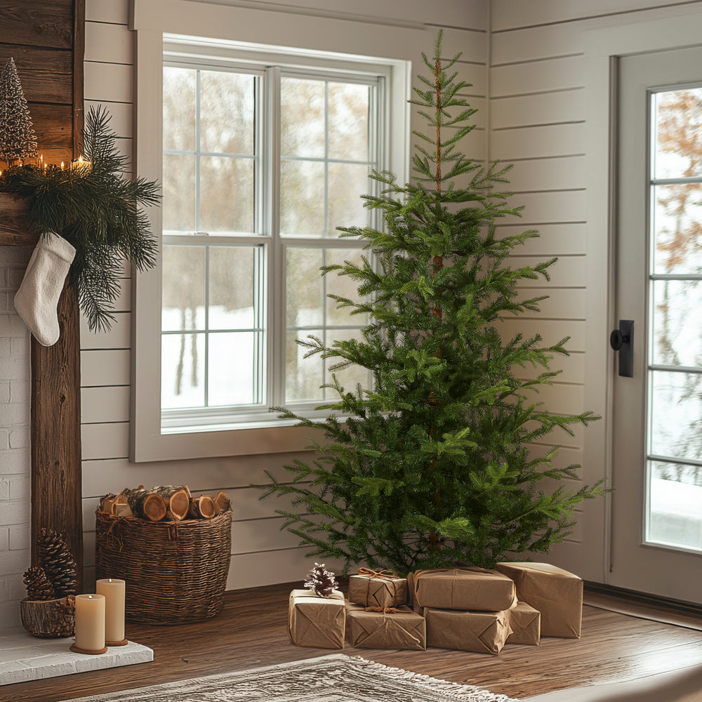 7.5 ft. Norwegian Spruce Tree · National Tree Company